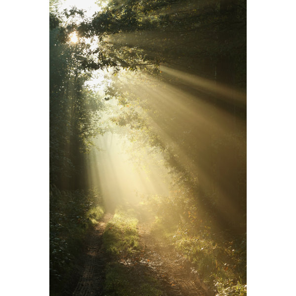 Millwood Pines Misty Forest On Canvas by Aniszewski Print - Wayfair Canada Millwood Pines Misty Forest On Canvas by Aniszewski Print - Wayfair Canada